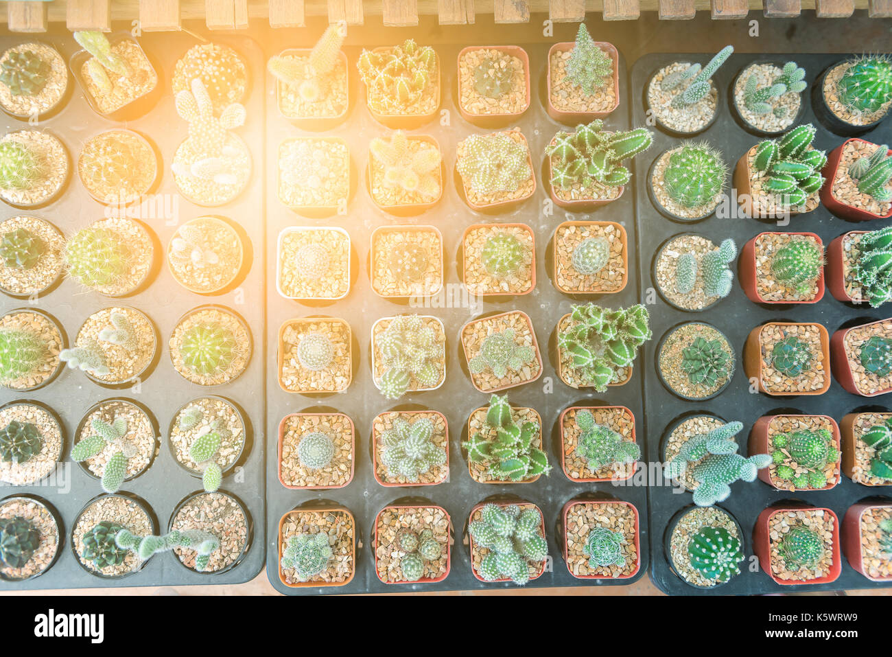 Cactus in seedling tray hi-res stock photography and images - Alamy