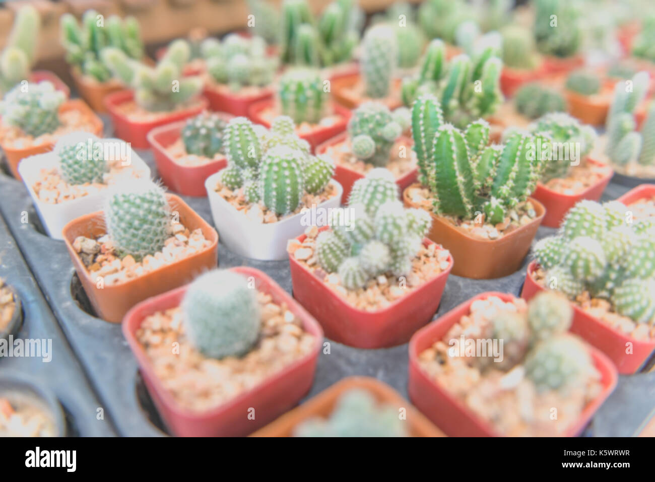 Cactus in seedling tray hi-res stock photography and images - Alamy