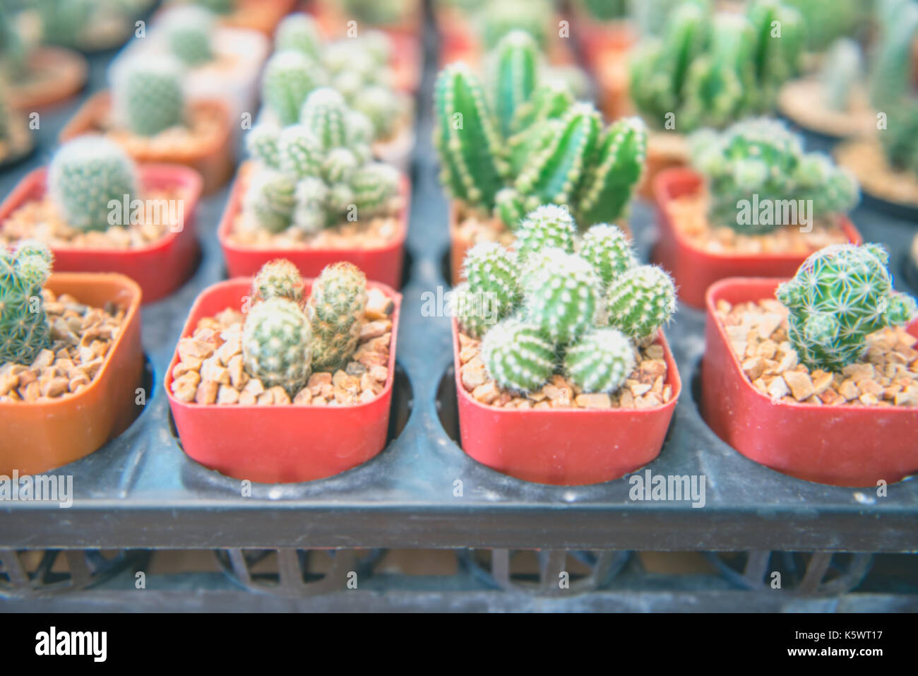 Cactus in seedling tray hi-res stock photography and images - Alamy