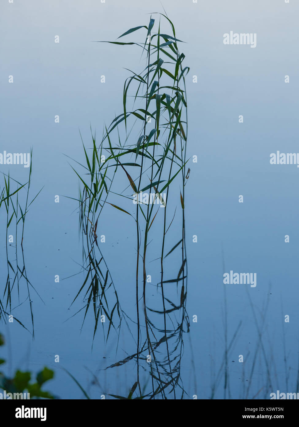 Reed and its reflection in water of the lake covered with fog Stock ...