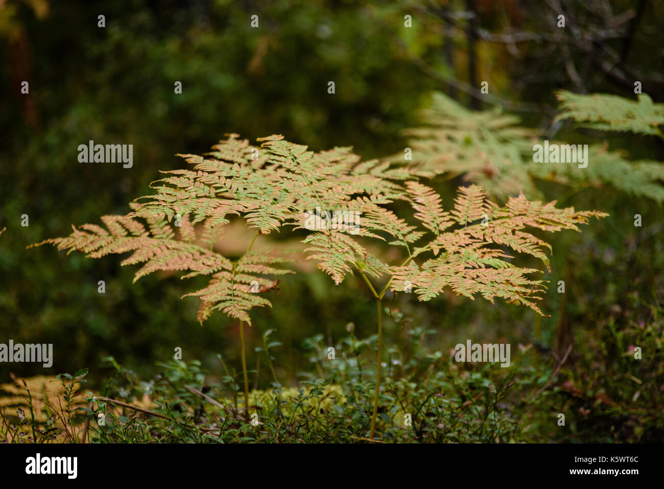 burning red fern leaves on dark background with foliage in dry sunny ...