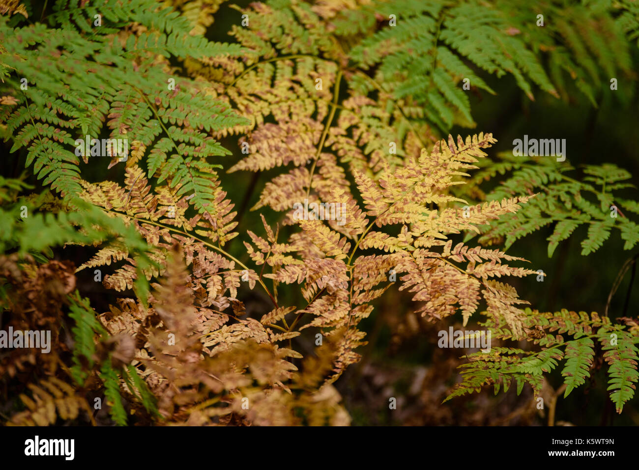 burning red fern leaves on dark background with foliage in dry sunny ...