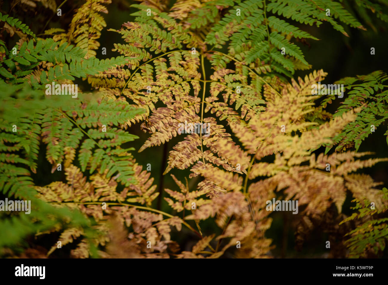 burning red fern leaves on dark background with foliage in dry sunny ...