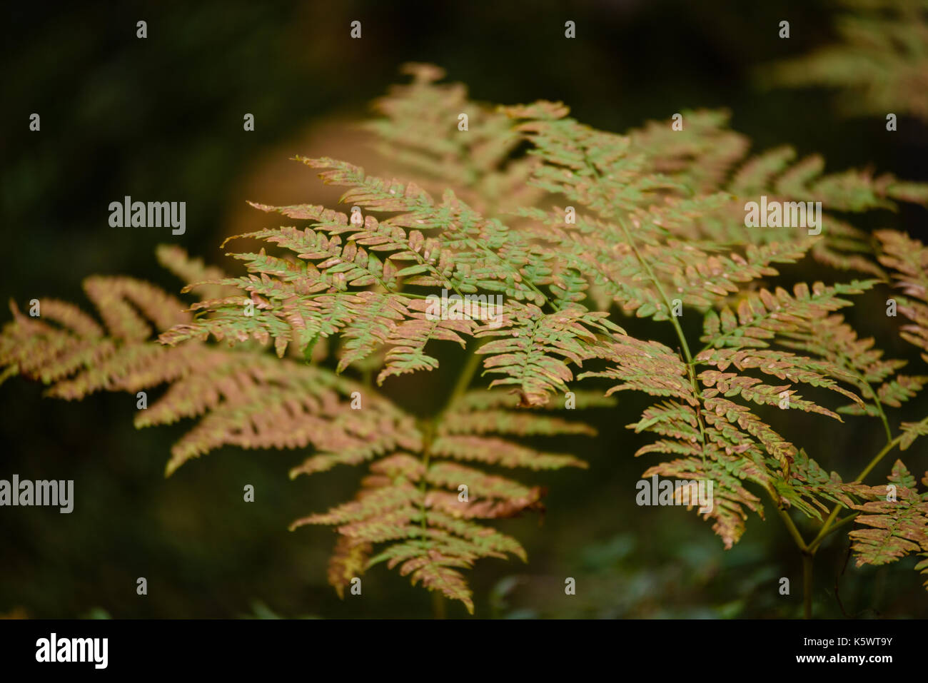 burning red fern leaves on dark background with foliage in dry sunny ...