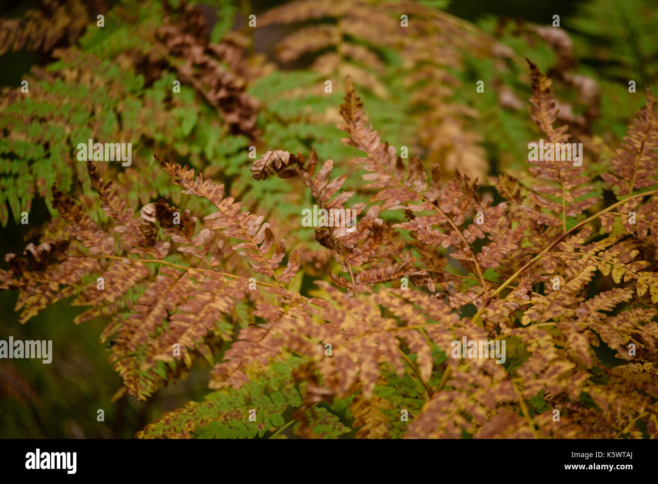 burning red fern leaves on dark background with foliage in dry sunny ...