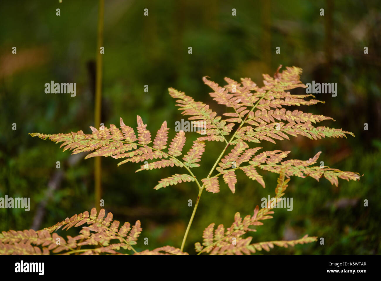 burning red fern leaves on dark background with foliage in dry sunny ...