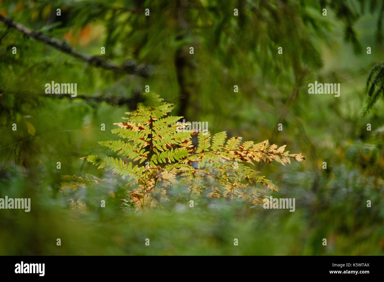 burning red fern leaves on dark background with foliage in dry sunny ...