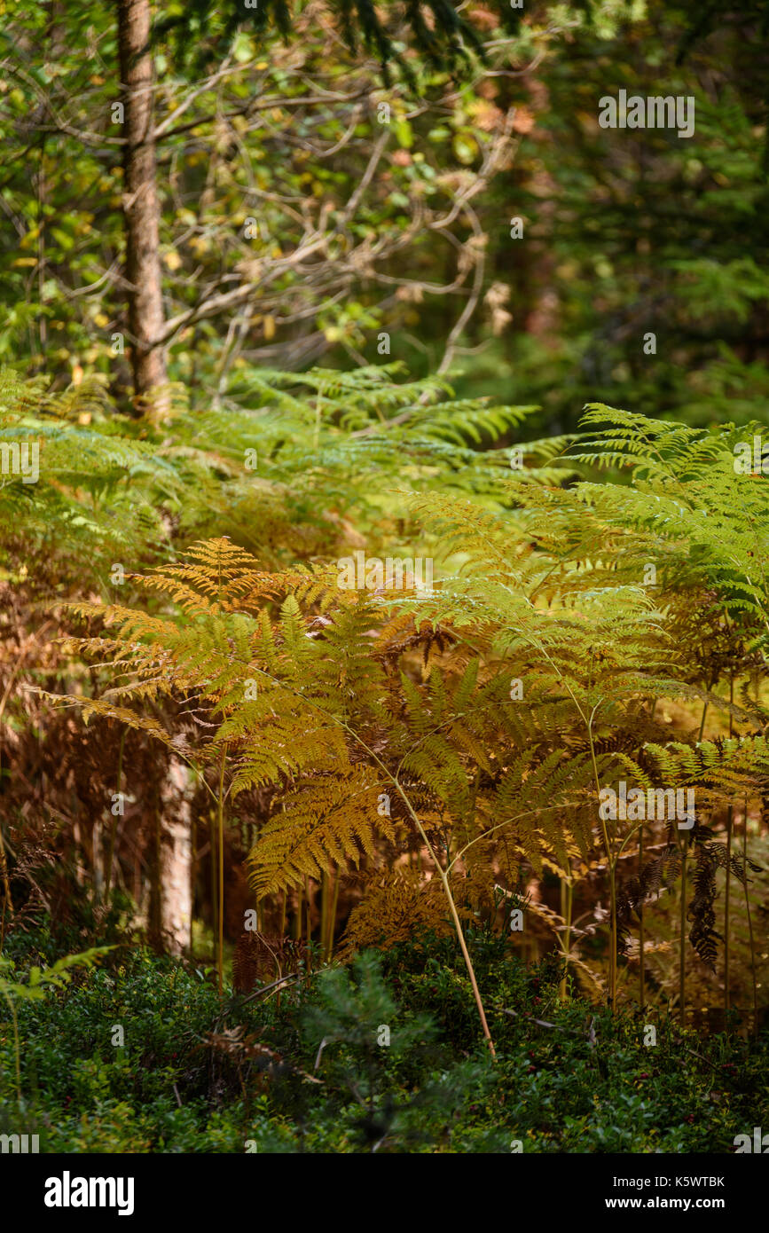 burning red fern leaves on dark background with foliage in dry sunny ...