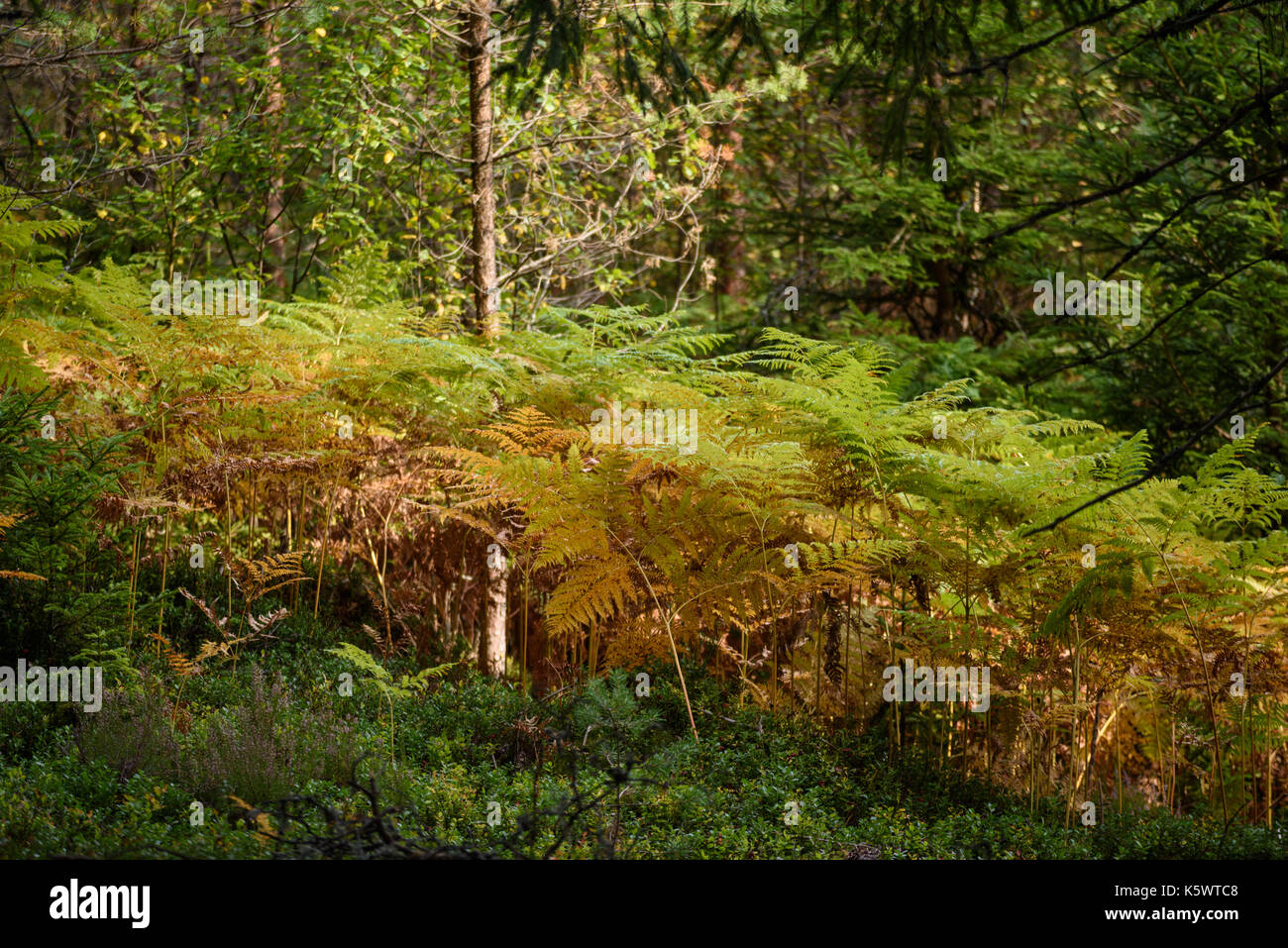 burning red fern leaves on dark background with foliage in dry sunny ...