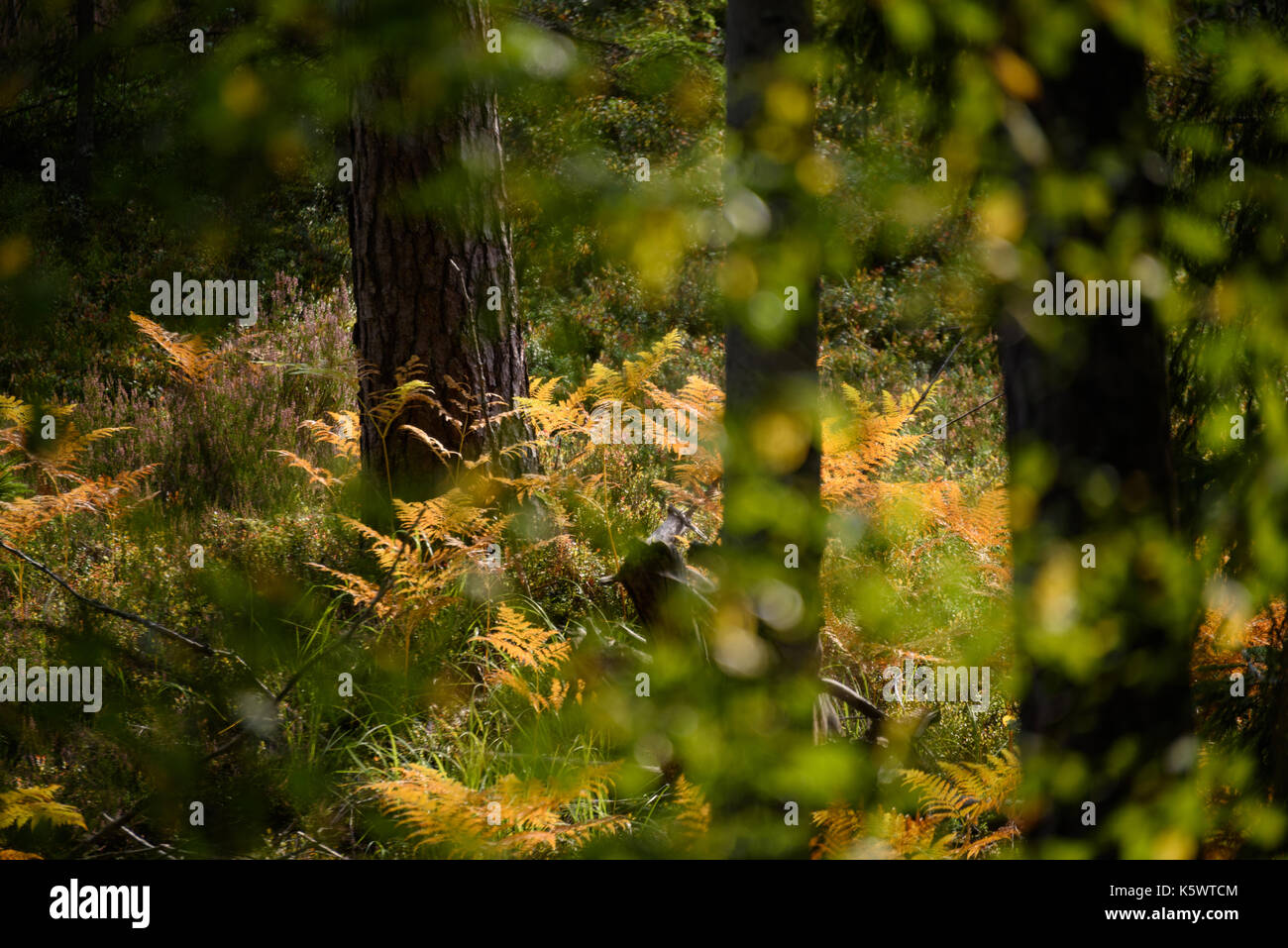 burning red birch tree leaves on dark background with foliage in dry ...