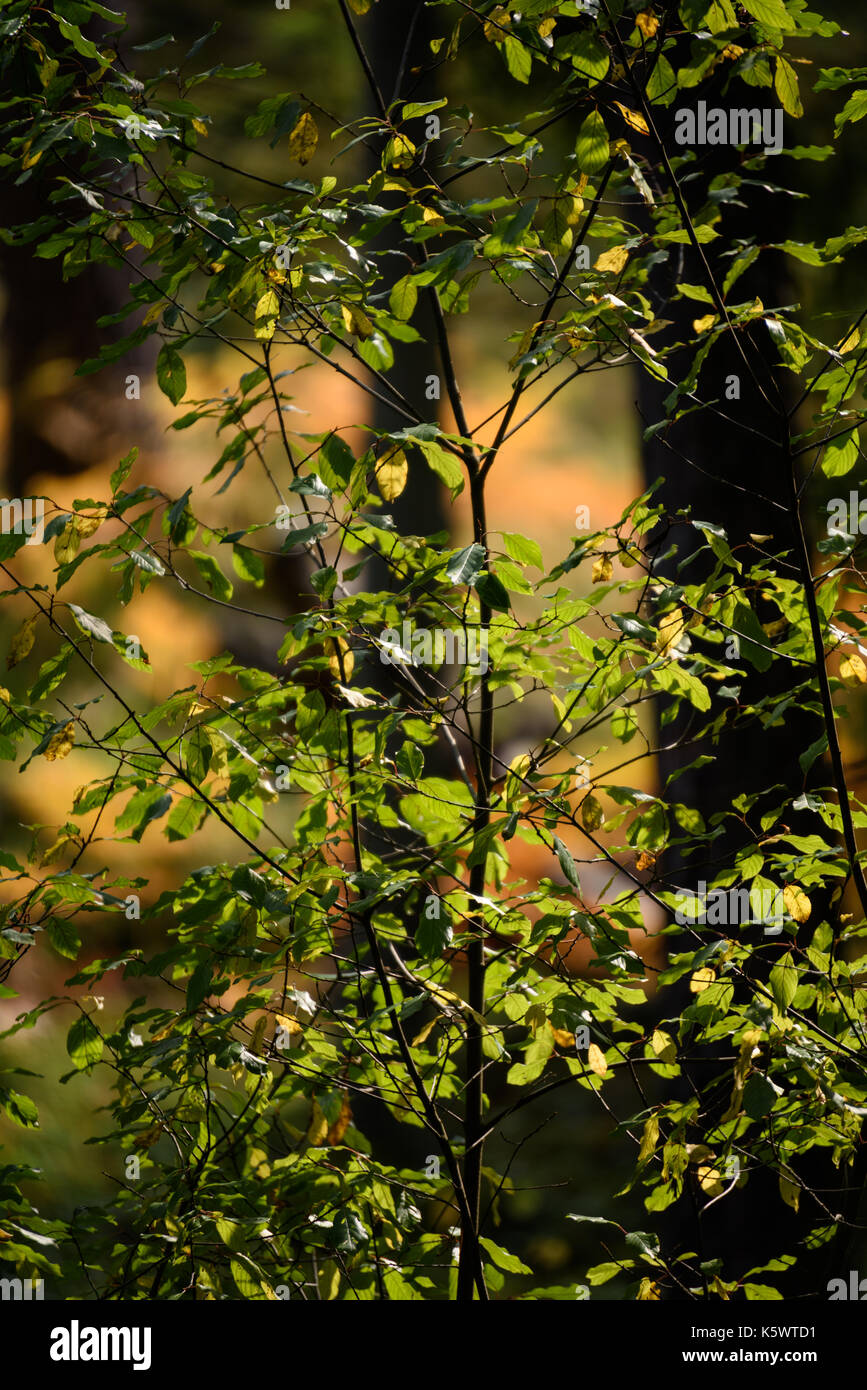 burning red birch tree leaves on dark background with foliage in dry ...