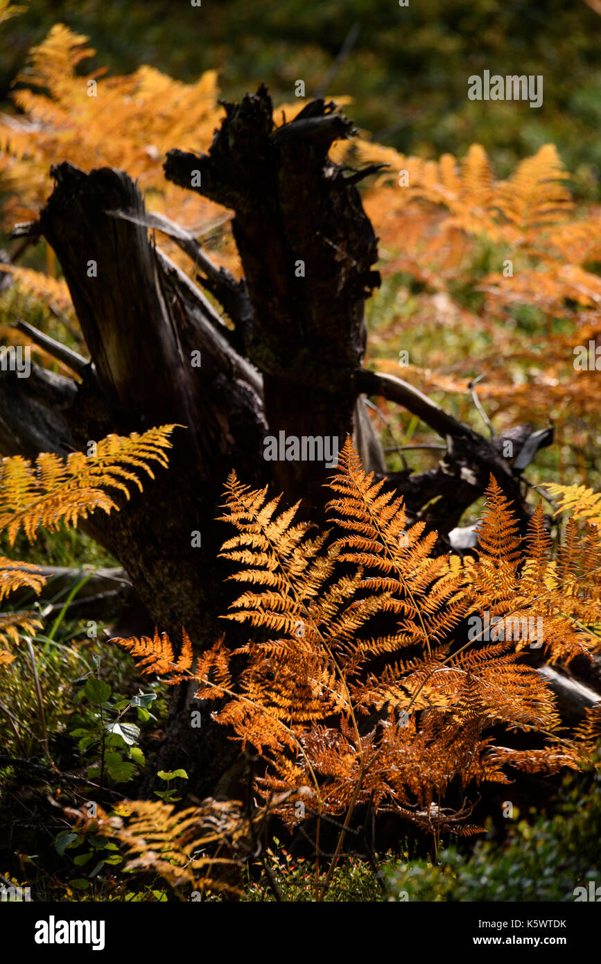 burning red fern leaves on dark background with old dark wooden trunk ...