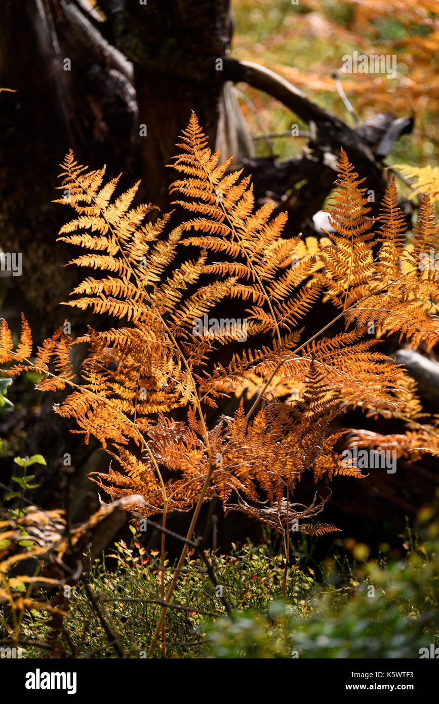 burning red fern leaves on dark background with old dark wooden trunk ...