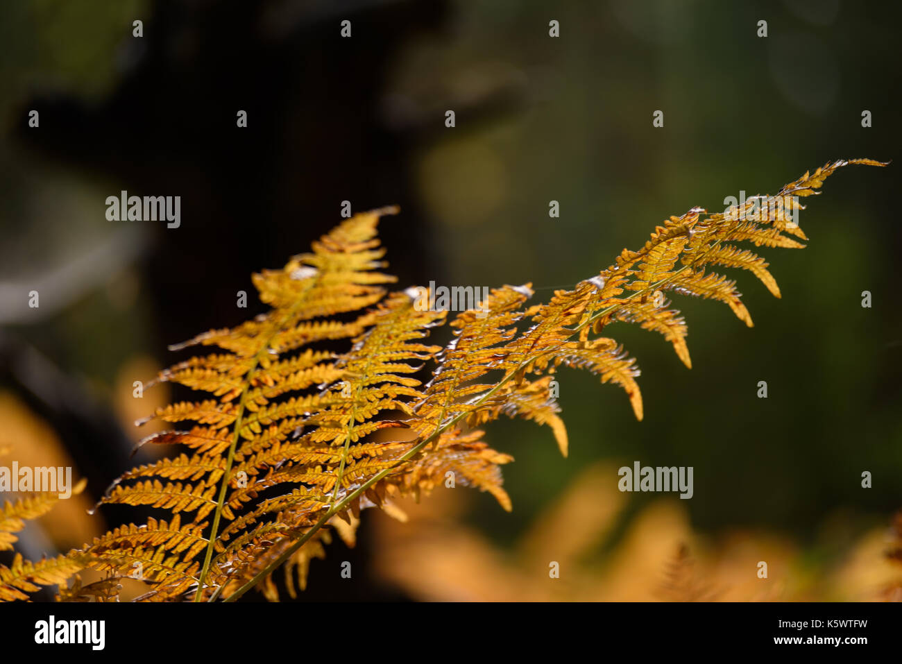 burning red fern leaves on dark background with foliage in dry sunny ...
