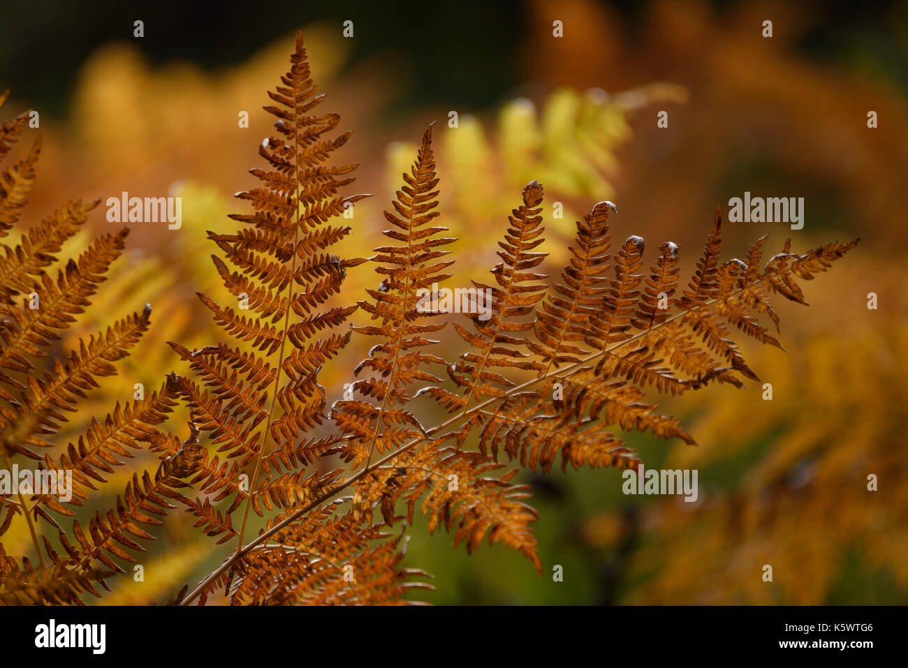 burning red fern leaves on dark background with foliage in dry sunny ...