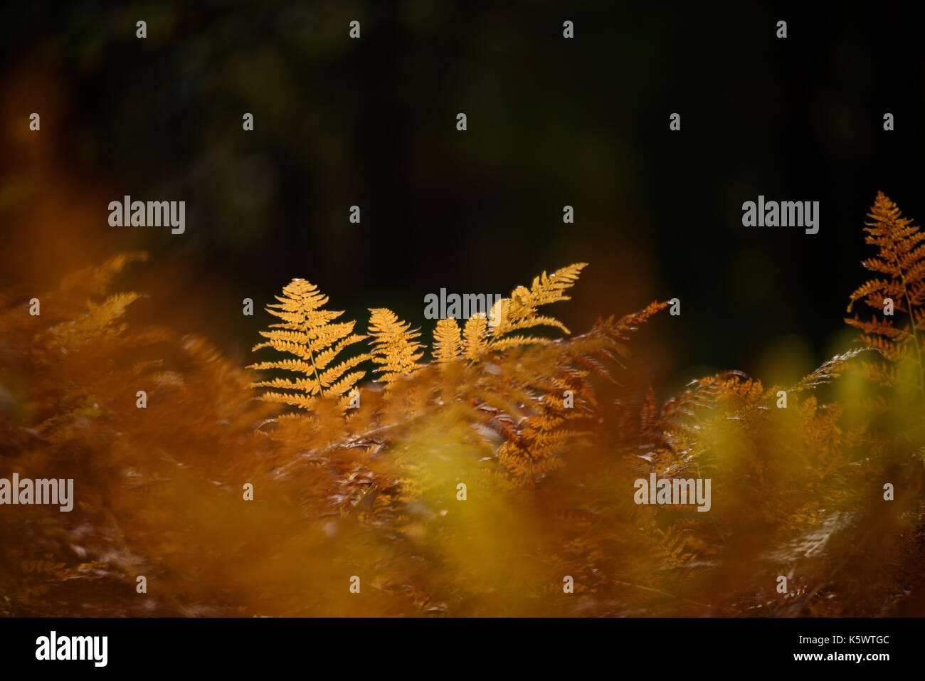 burning red fern leaves on dark background with foliage in dry sunny ...