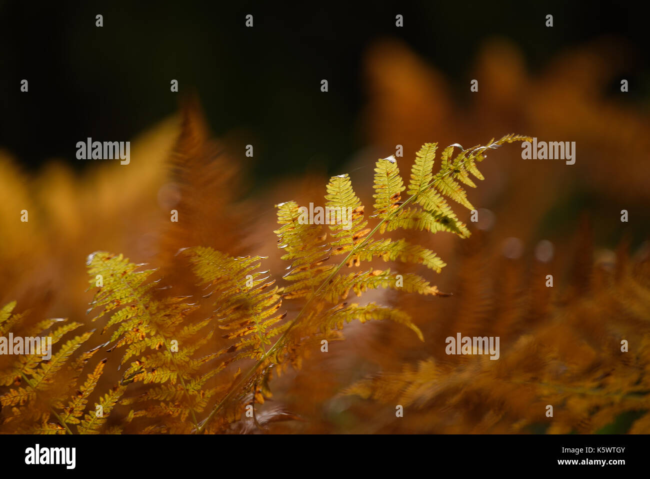 burning red fern leaves on dark background with foliage in dry sunny ...