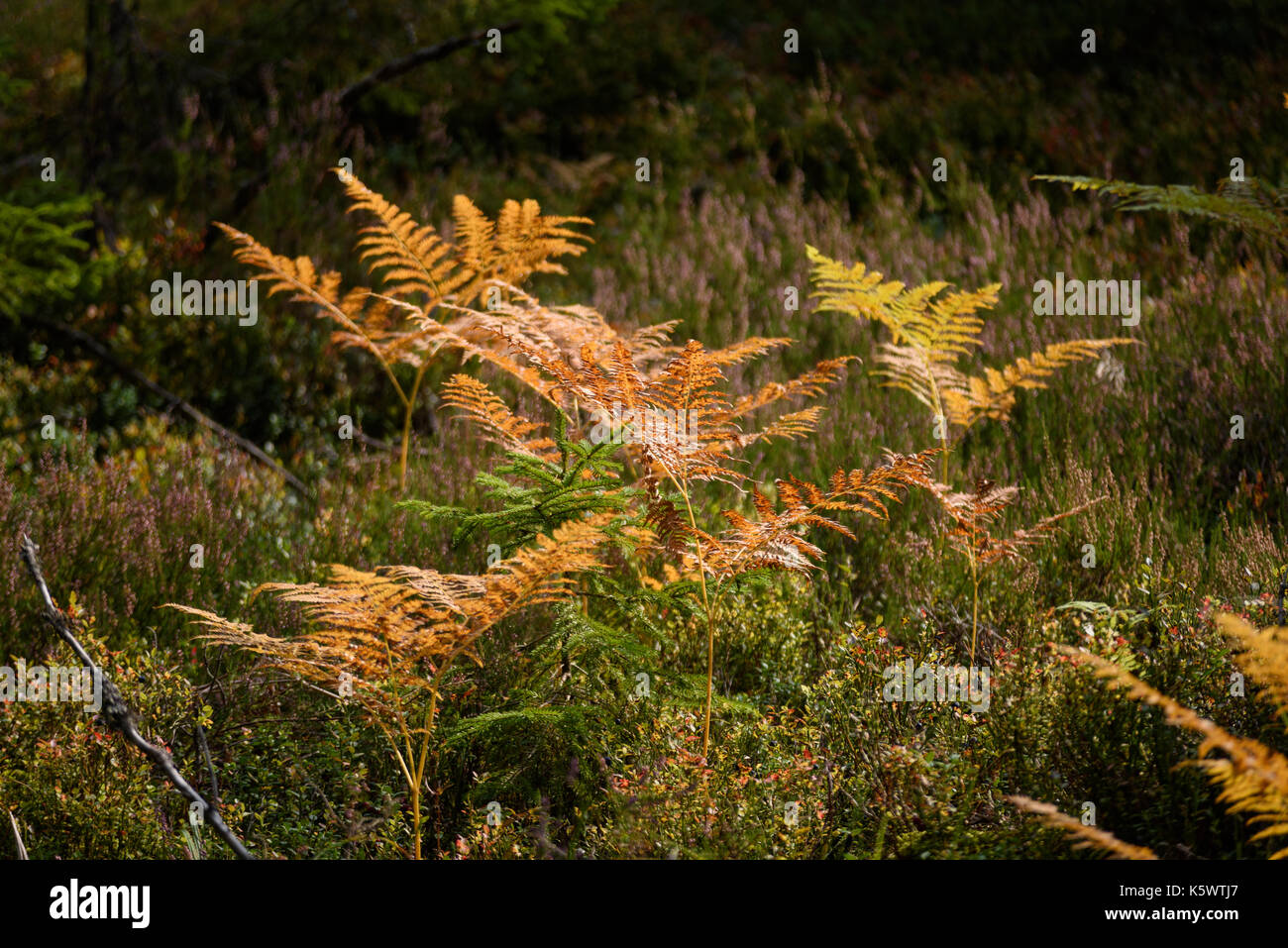 burning red fern leaves on dark background with foliage in dry sunny ...