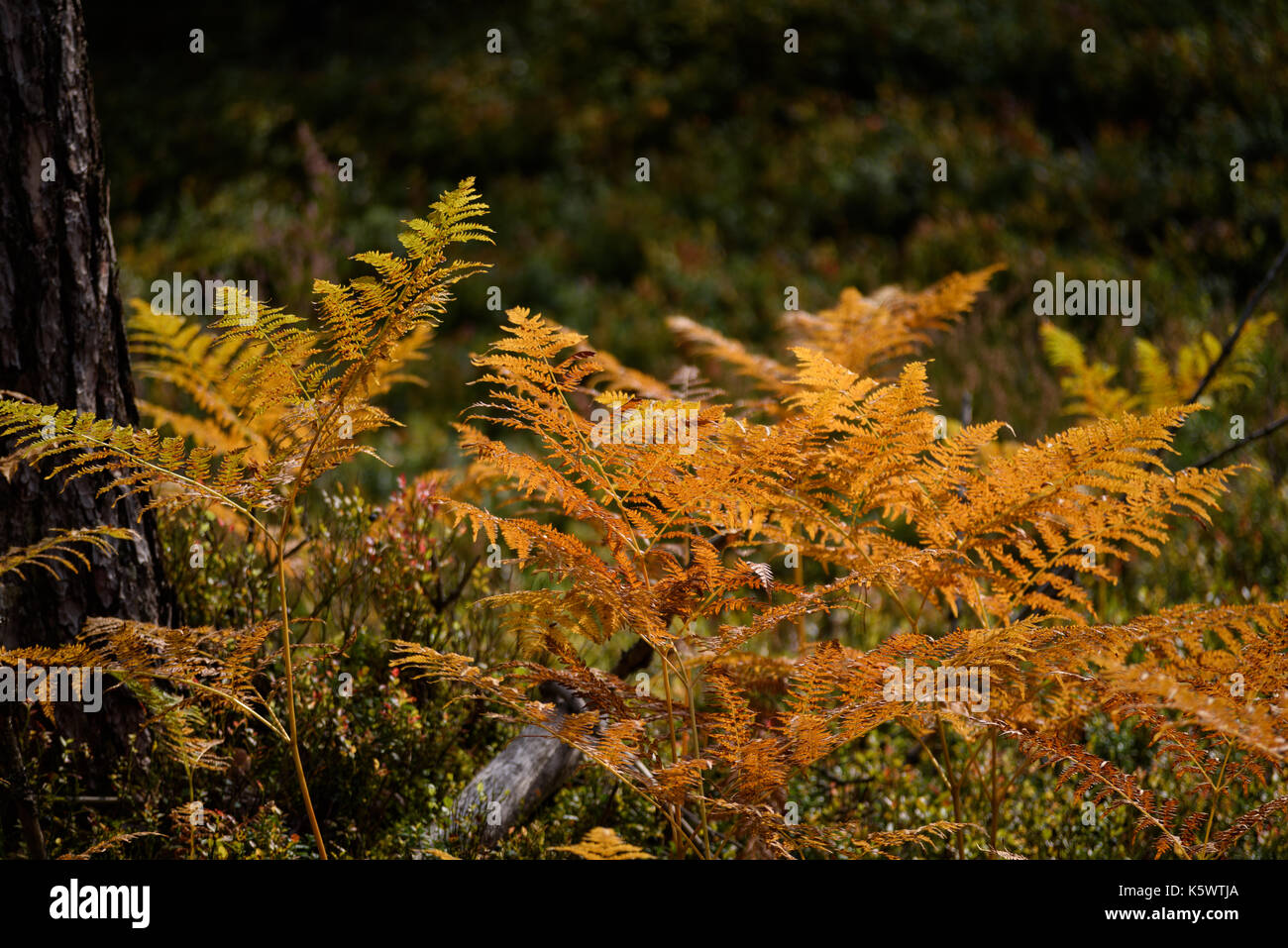 burning red fern leaves on dark background with foliage in dry sunny ...