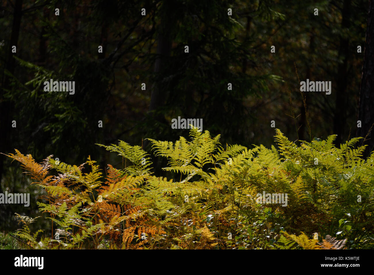 burning red fern leaves on dark background with foliage in dry sunny ...