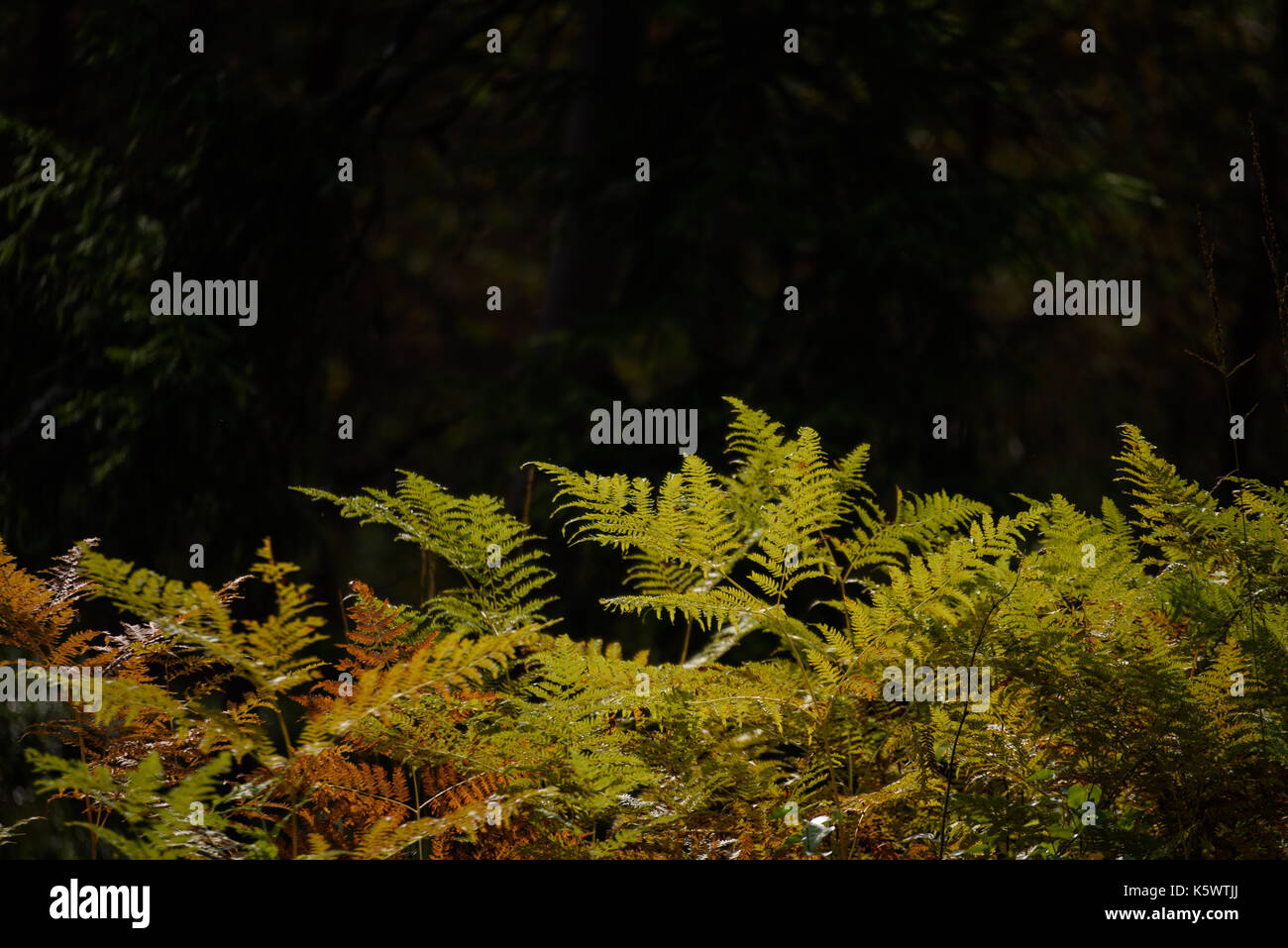 burning red fern leaves on dark background with foliage in dry sunny ...