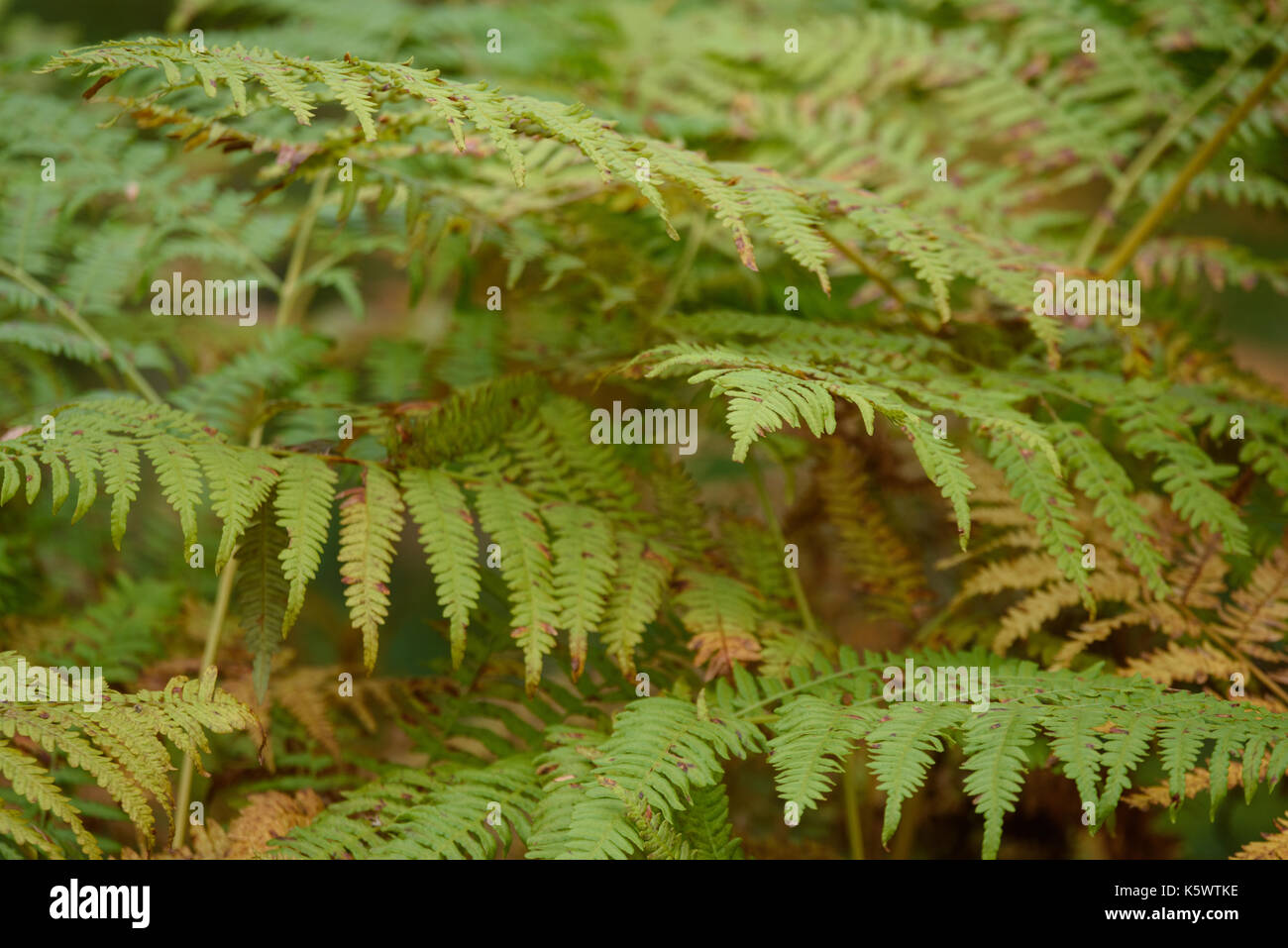 burning red fern leaves on dark background with foliage in dry sunny ...