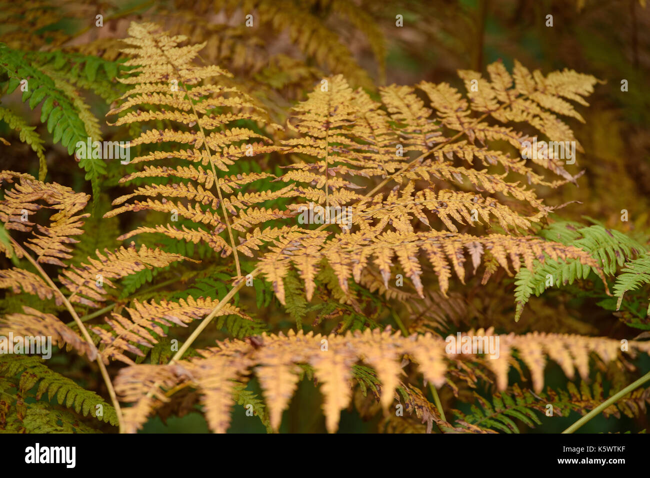 burning red fern leaves on dark background with foliage in dry sunny ...