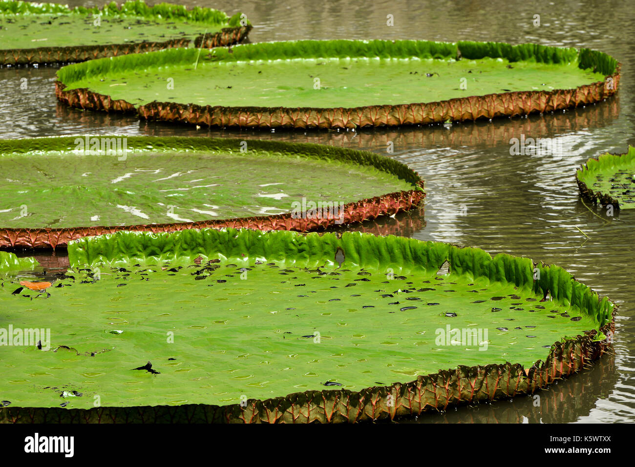 Victoria lotus leaf hi-res stock photography and images - Alamy
