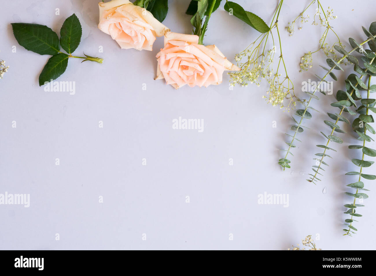 fresh rose flowers Stock Photo - Alamy