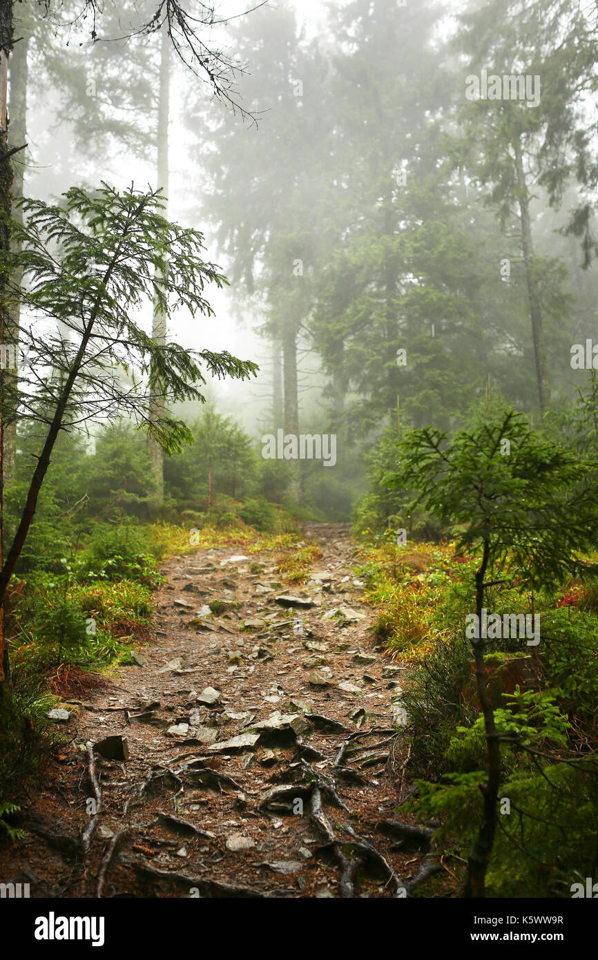 Strong beautiful fog in the forest Stock Photo - Alamy