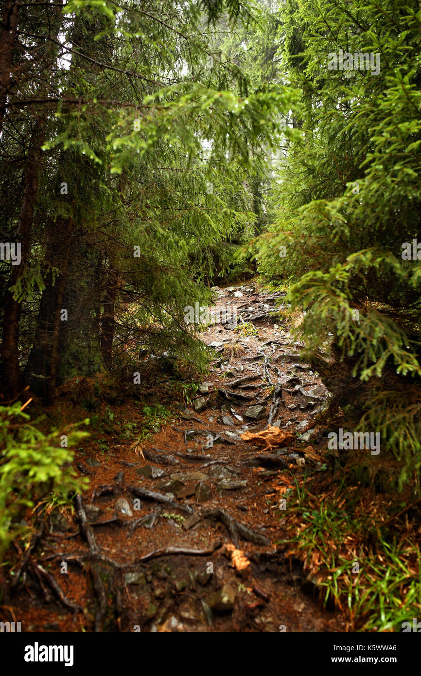 Strong beautiful fog in the forest Stock Photo - Alamy