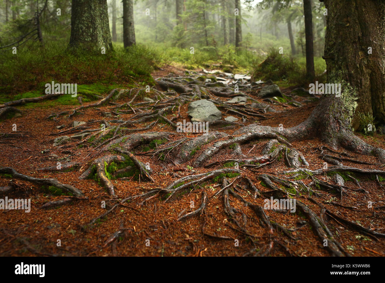 A web of tree roots growing over rocks next to a hiking trail. A wooden ...