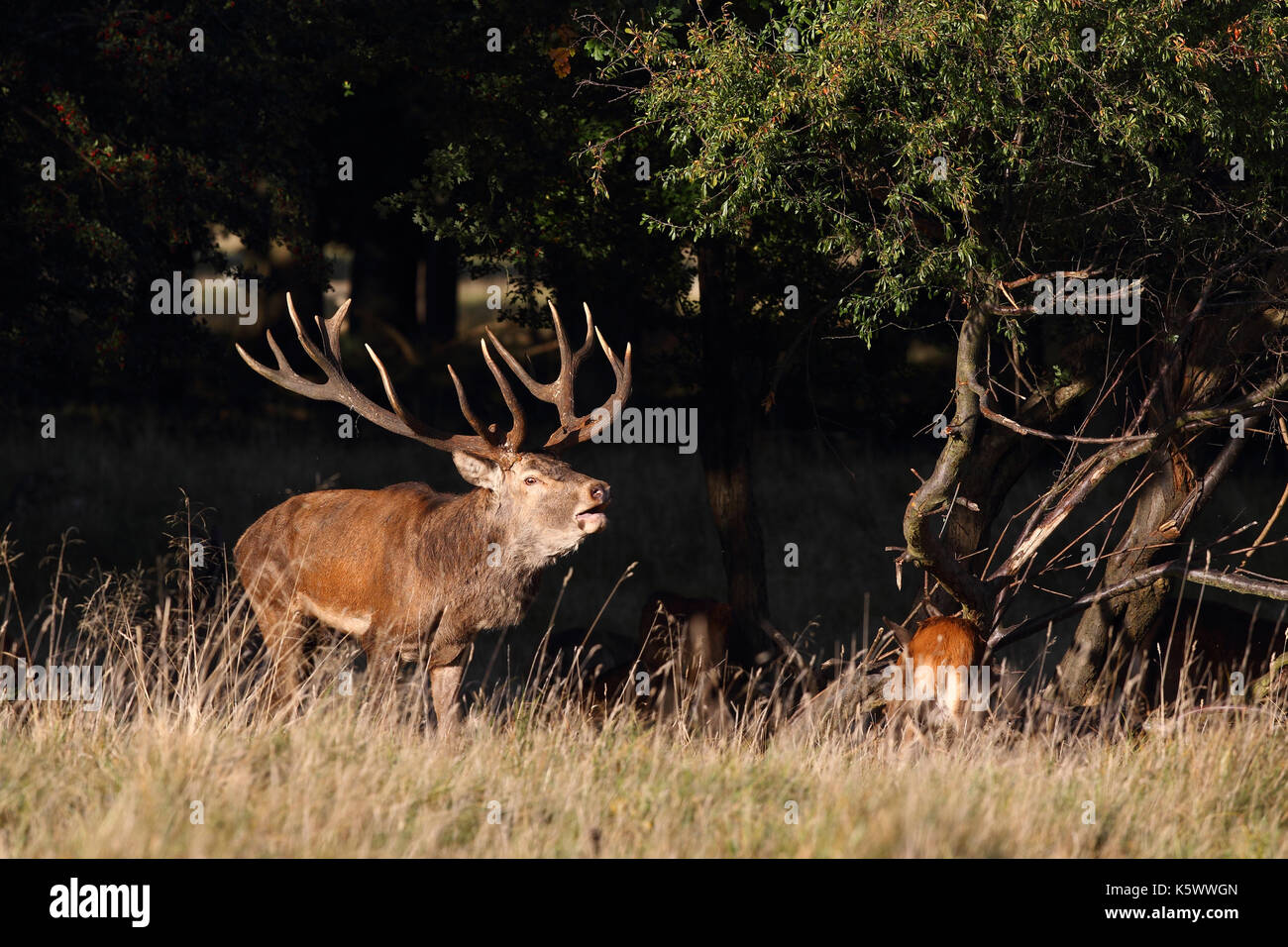 Red deer - Rutting season Stock Photo - Alamy