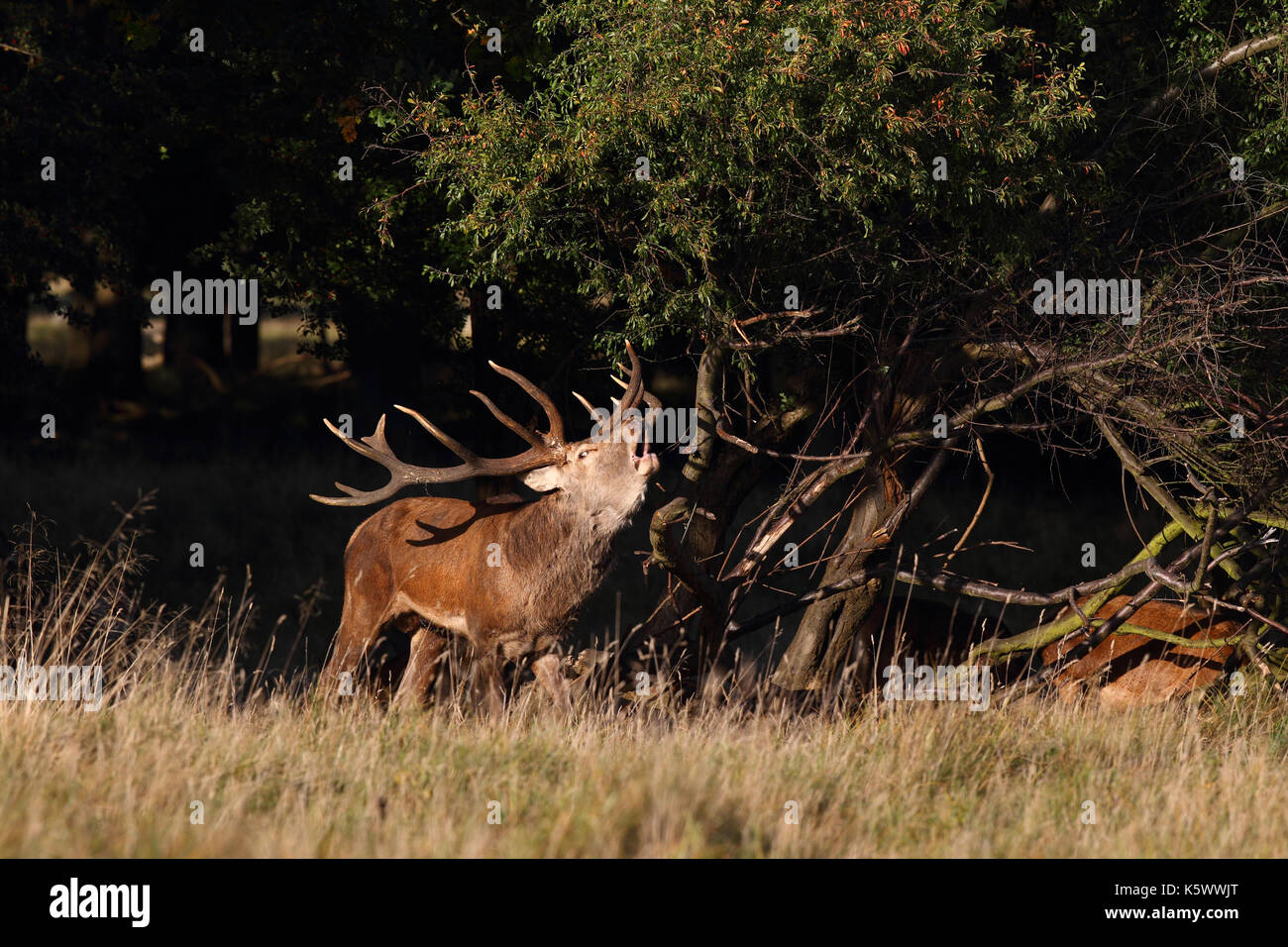 Dark brown male mule deer hi-res stock photography and images - Alamy