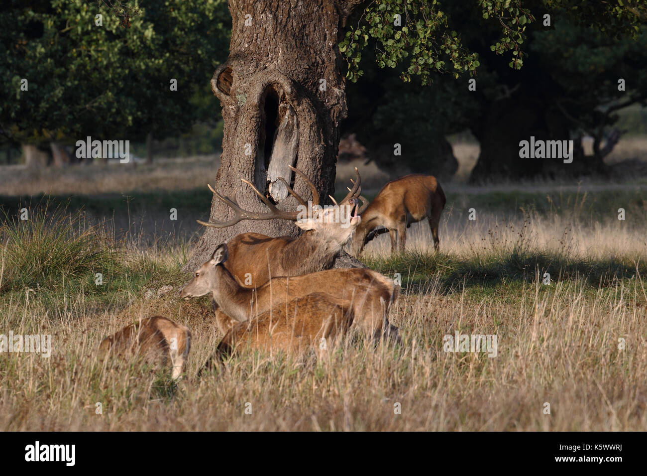 Dark brown male mule deer hi-res stock photography and images - Alamy