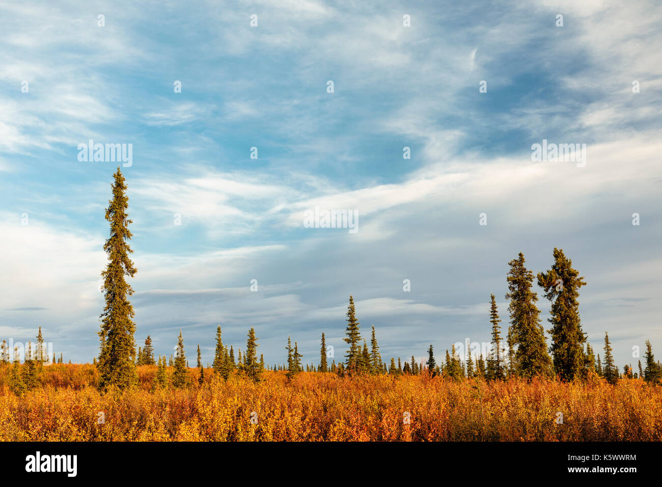 Fall colors contrast with the clouds and sunset sky near Paxson Lake in ...