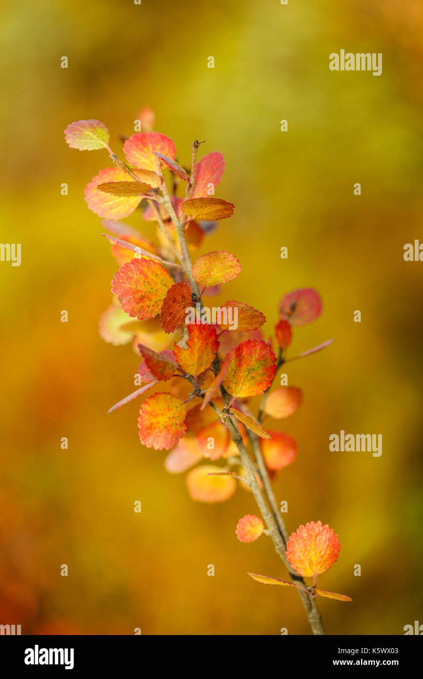 Resin Birch (Betula glandulosa) leaves at the peak of autumn colors at ...