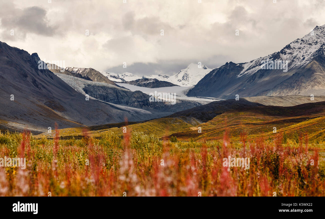 Common Fireweed (Epilobium augustifolium) gone to seed foreshadows the ...