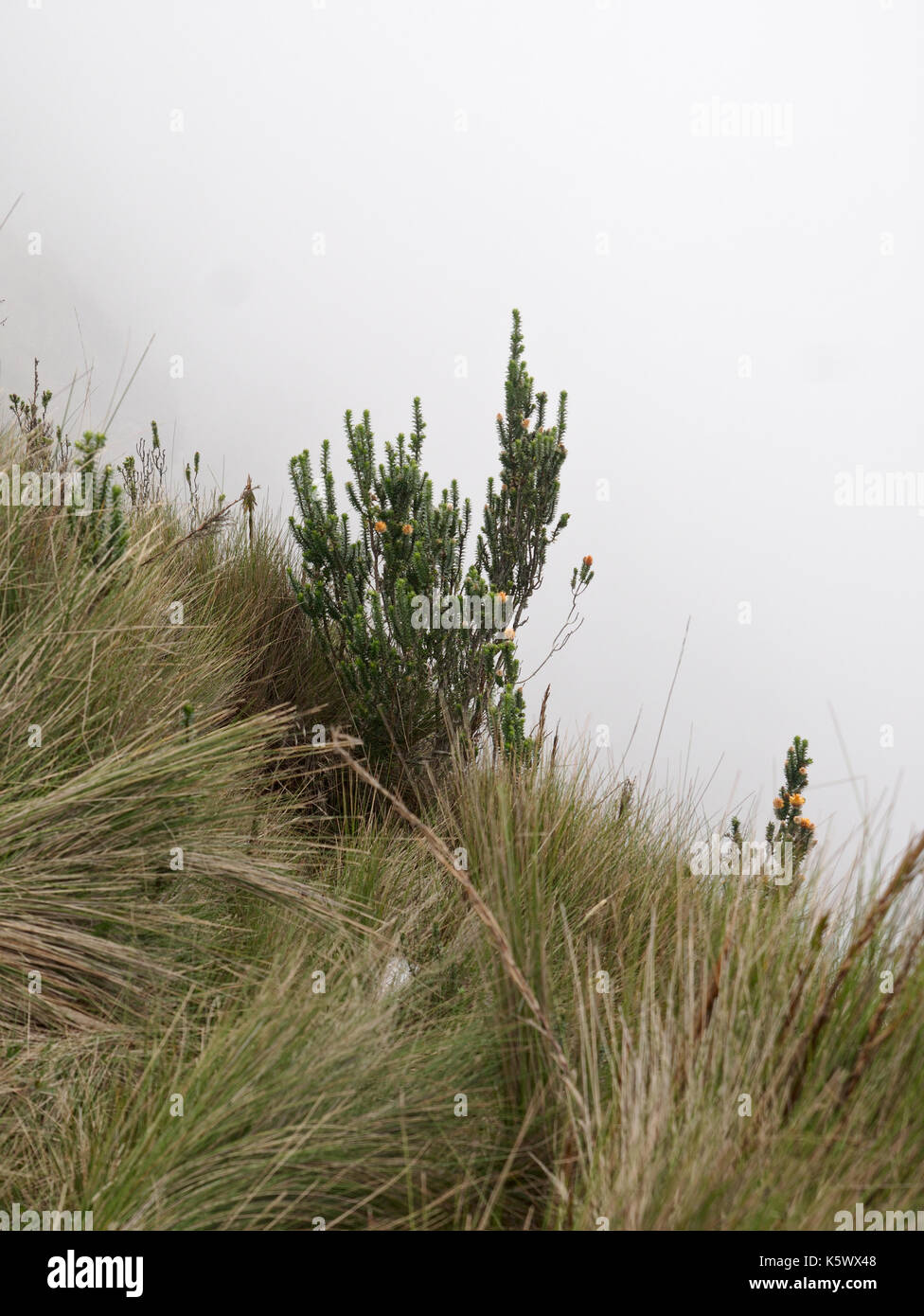 Pichincha, Ecuador - 2017: At native plant at the Pichincha volcano ...