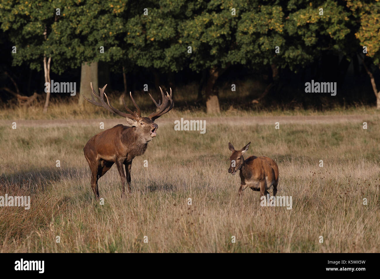 Red deer - Rutting season Stock Photo - Alamy