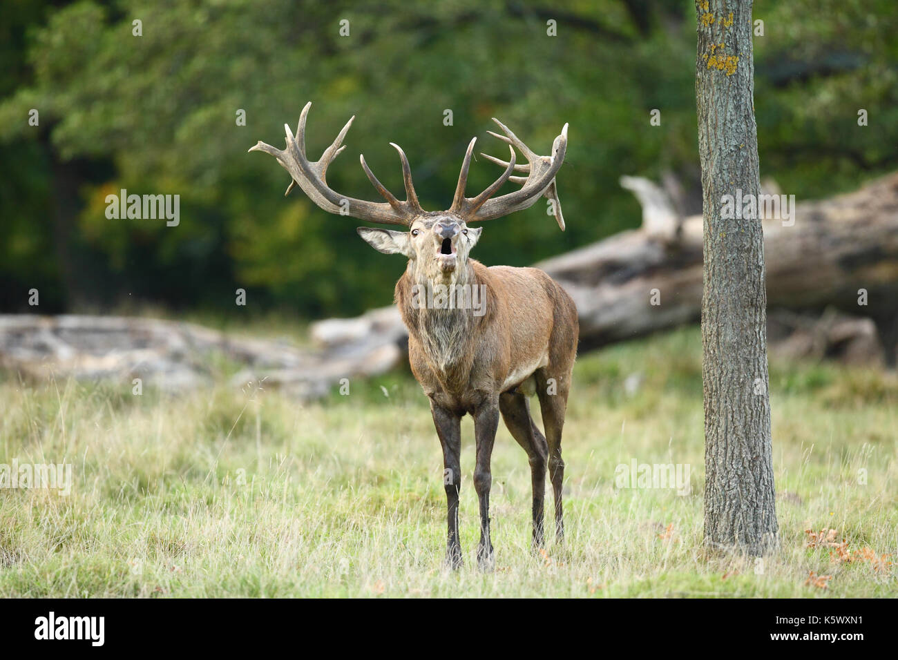 Red deer - Rutting season Stock Photo - Alamy