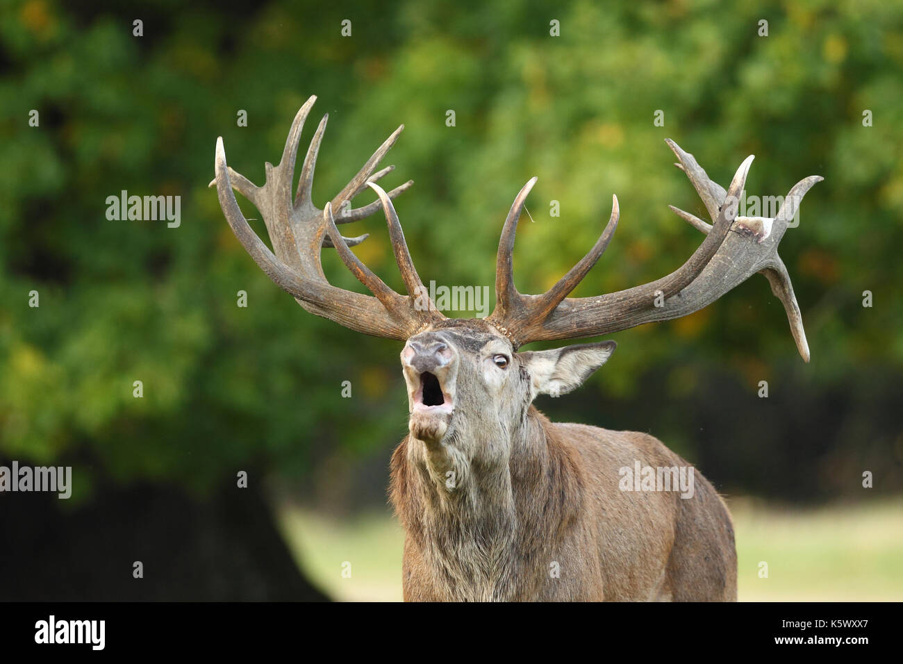 Red deer - Rutting season Stock Photo - Alamy