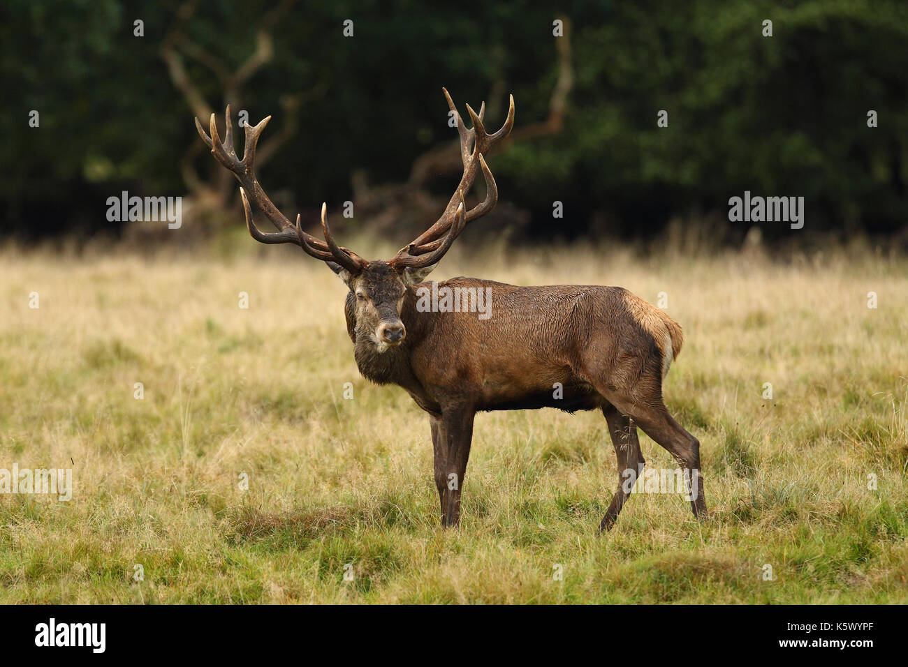 Red deer - Rutting season Stock Photo - Alamy