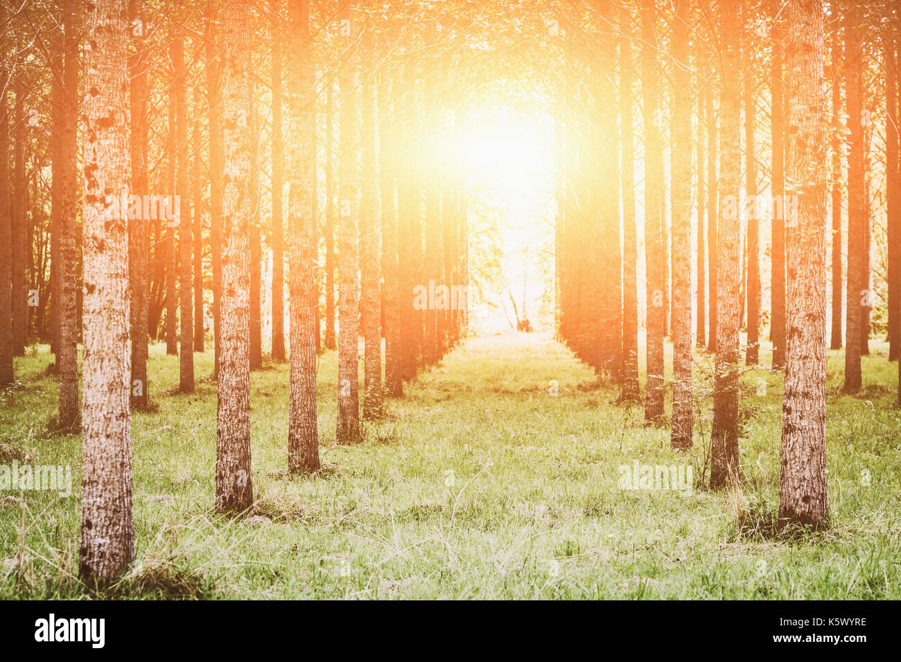 Trees planted in a row in the woods with the bright solar effect Stock ...