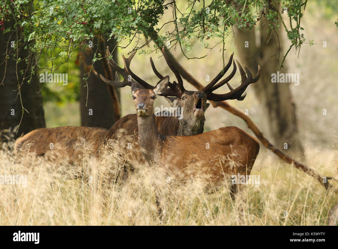 Red deer - Rutting season Stock Photo - Alamy