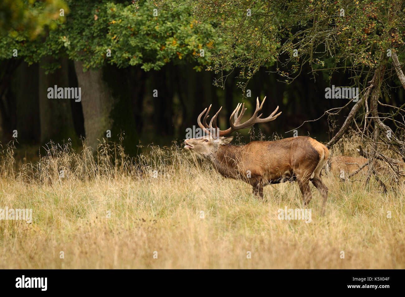 Rutting mule deer hi-res stock photography and images - Alamy