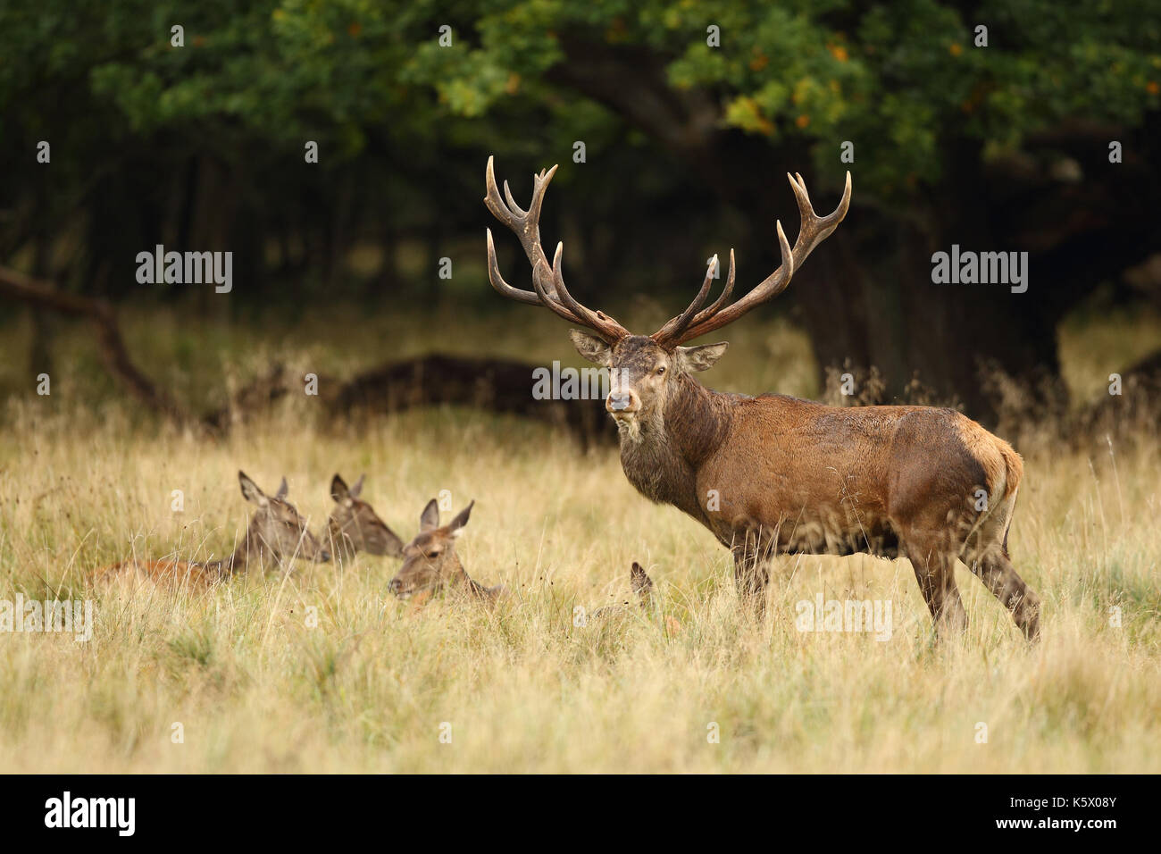 Dark brown male mule deer hi-res stock photography and images - Alamy