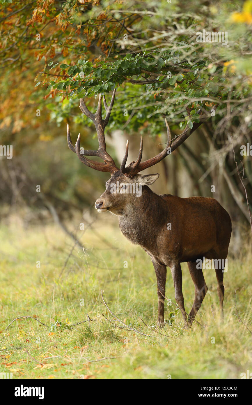 Red deer - Rutting season Stock Photo - Alamy