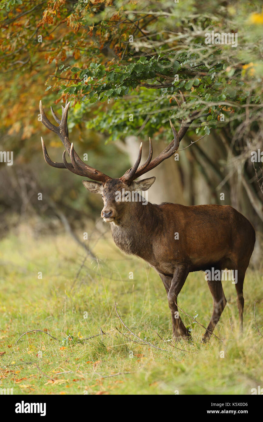 Red deer - Rutting season Stock Photo - Alamy