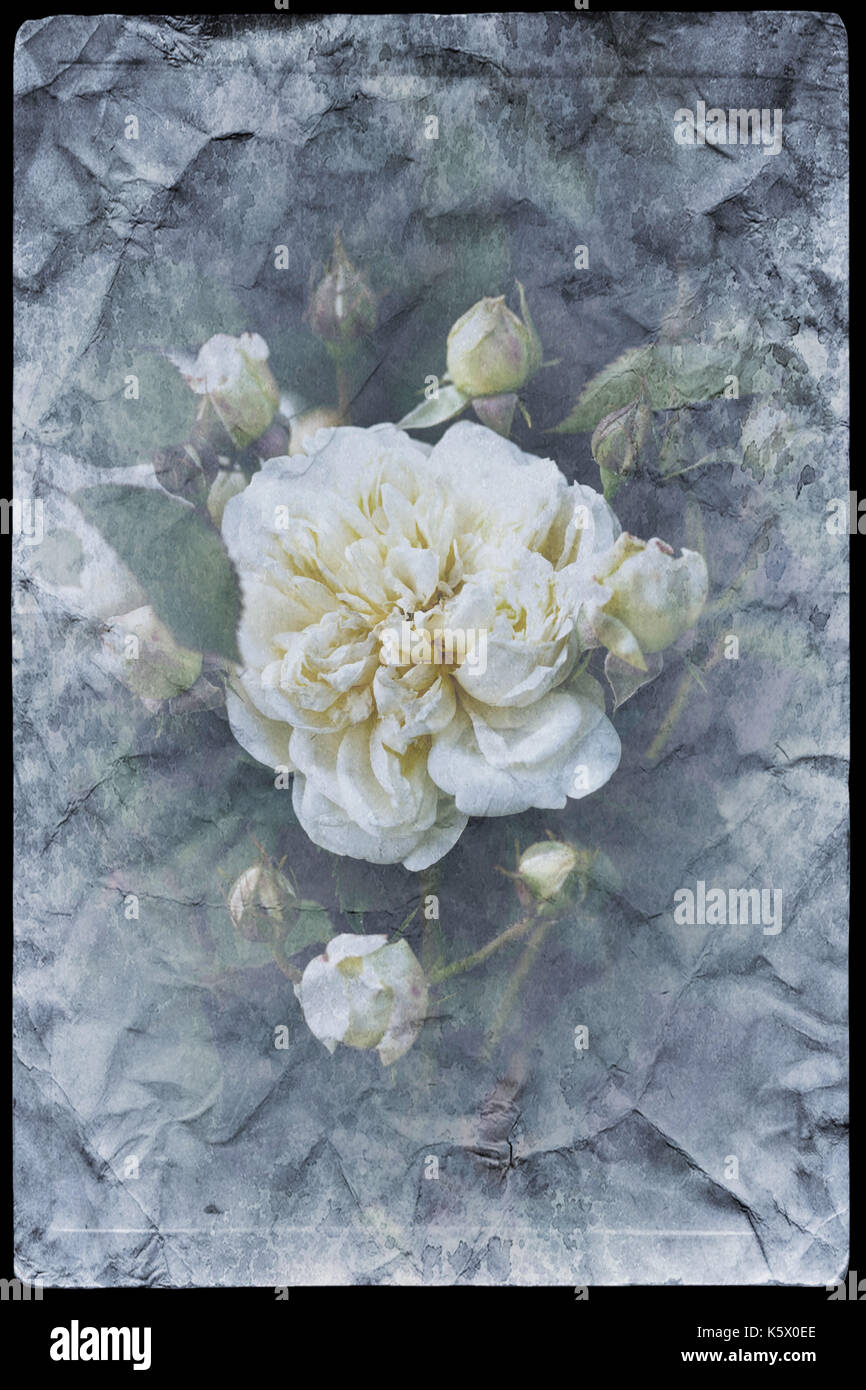 Rose rosa antique hi-res stock photography and images - Alamy